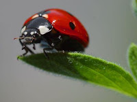 The Lady(Bug) of the Household: The Complexities of Complexion in America