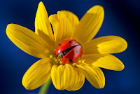 The Lady(Bug) of the Household: Autism Acceptance & Awareness