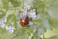 The Lady(Bug) of the Household: September 2020