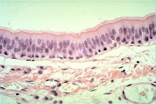HISTOLOGI VETERINER I: I. JARINGAN EPITEL