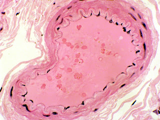 HISTOLOGI VETERINER I: I. JARINGAN EPITEL