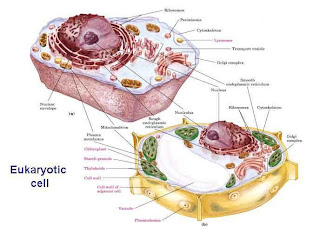 HISTOLOGI VETERINER I: SITOLOGI
