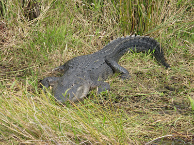 C2C: Everglades National Park