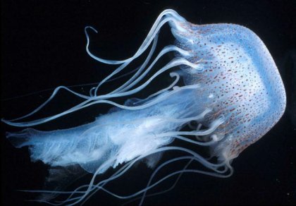 Descubren una medusa "inmortal"