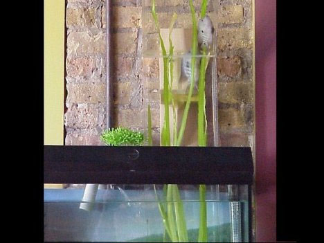 greatinteriordesig: The Stylish Fish Highway Aquarium