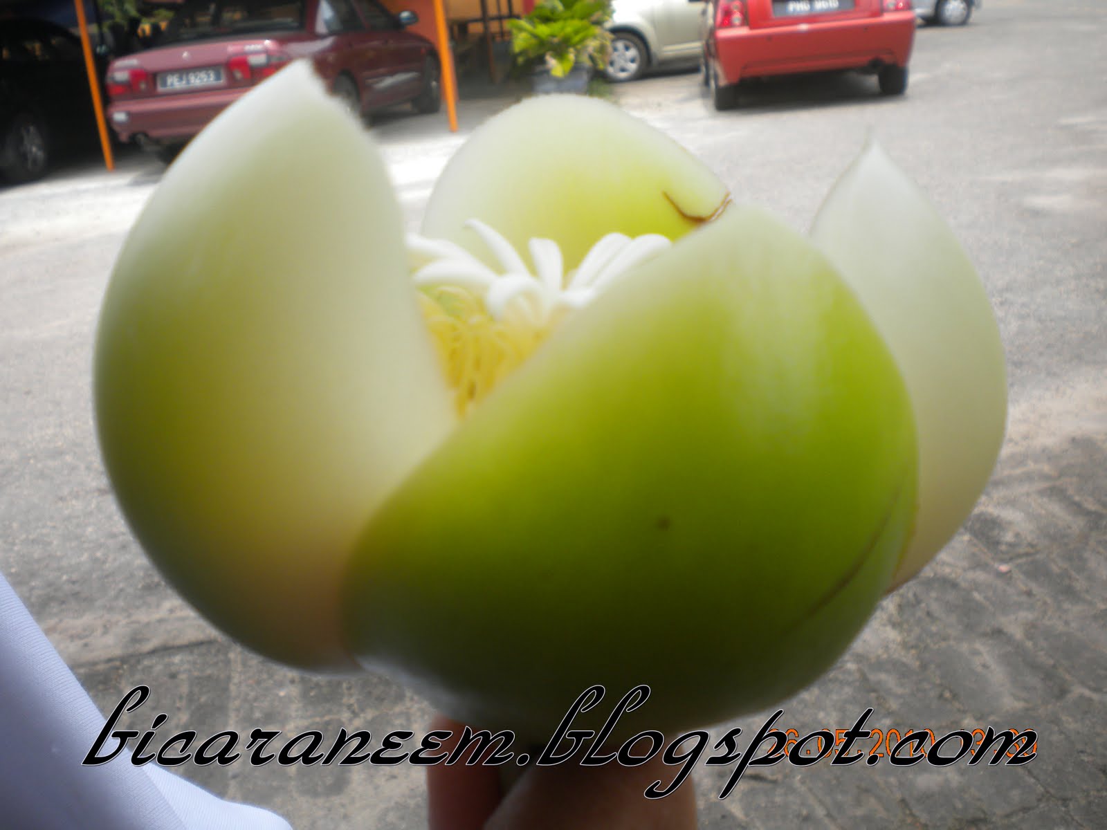 Pokok Simpor - Inilah Ceritaku