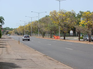 The Monsoon Frog: Fabulous Yellow Median Strip Flowering Trees in Darwin