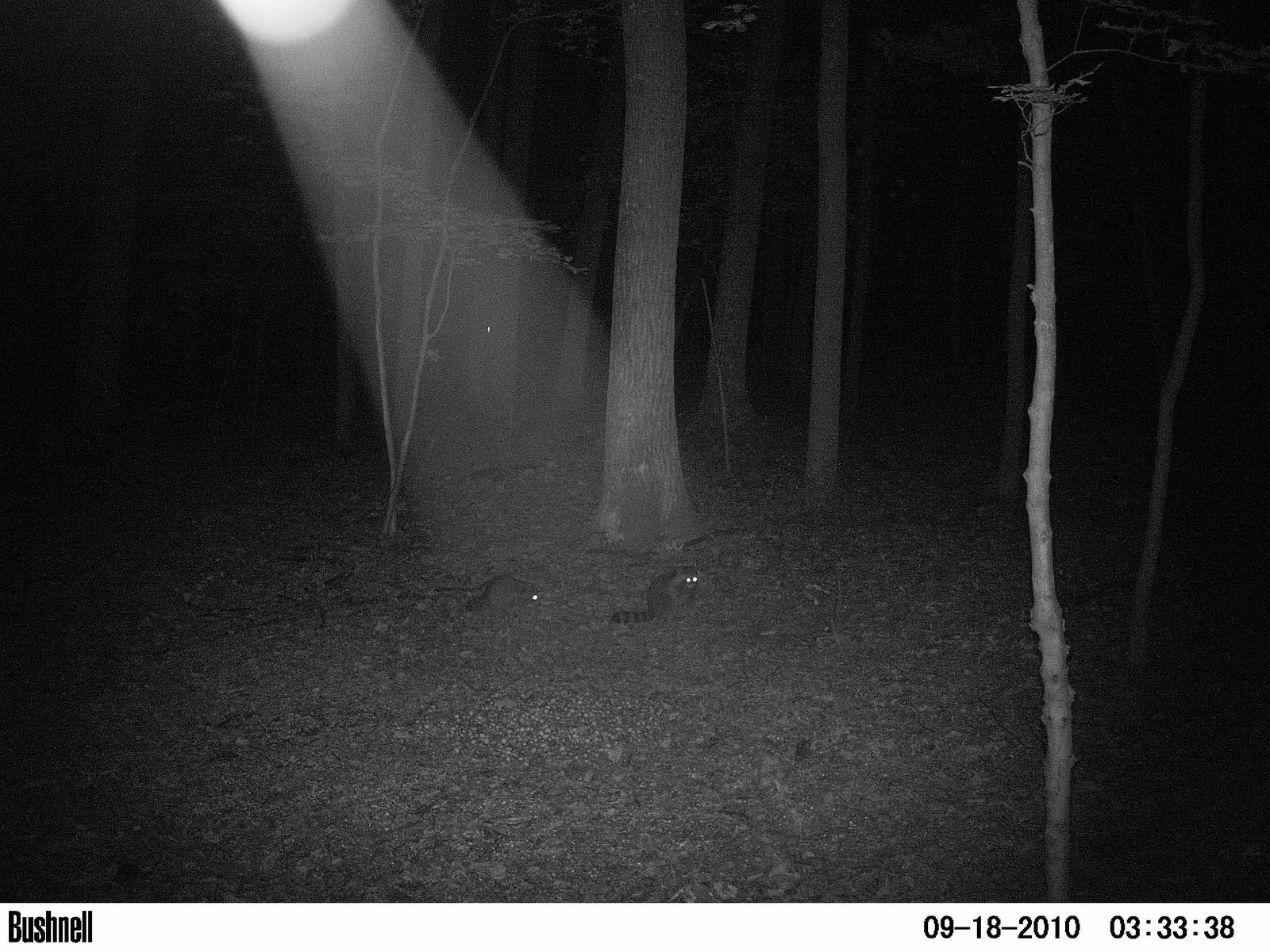 Trail Cam Strangeness