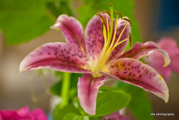 ldw photography: Eastern Star Exemplification