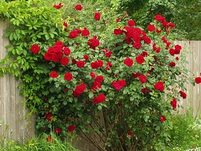 Rose Plant: We Have A Large Red Rose Bush