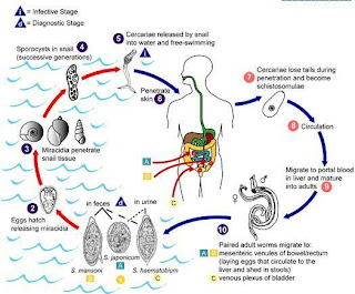 INTEGRATED SCIENCES: Helminthes