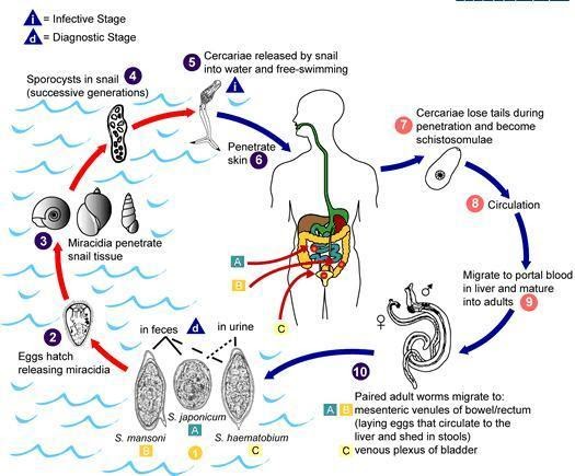 INTEGRATED SCIENCES: Helminthes