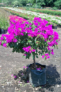 VIVERO YESENIA°°°°°: TULIPANES, BUGAMBILIA EN TRONCO & FICOS°°° Doble ...