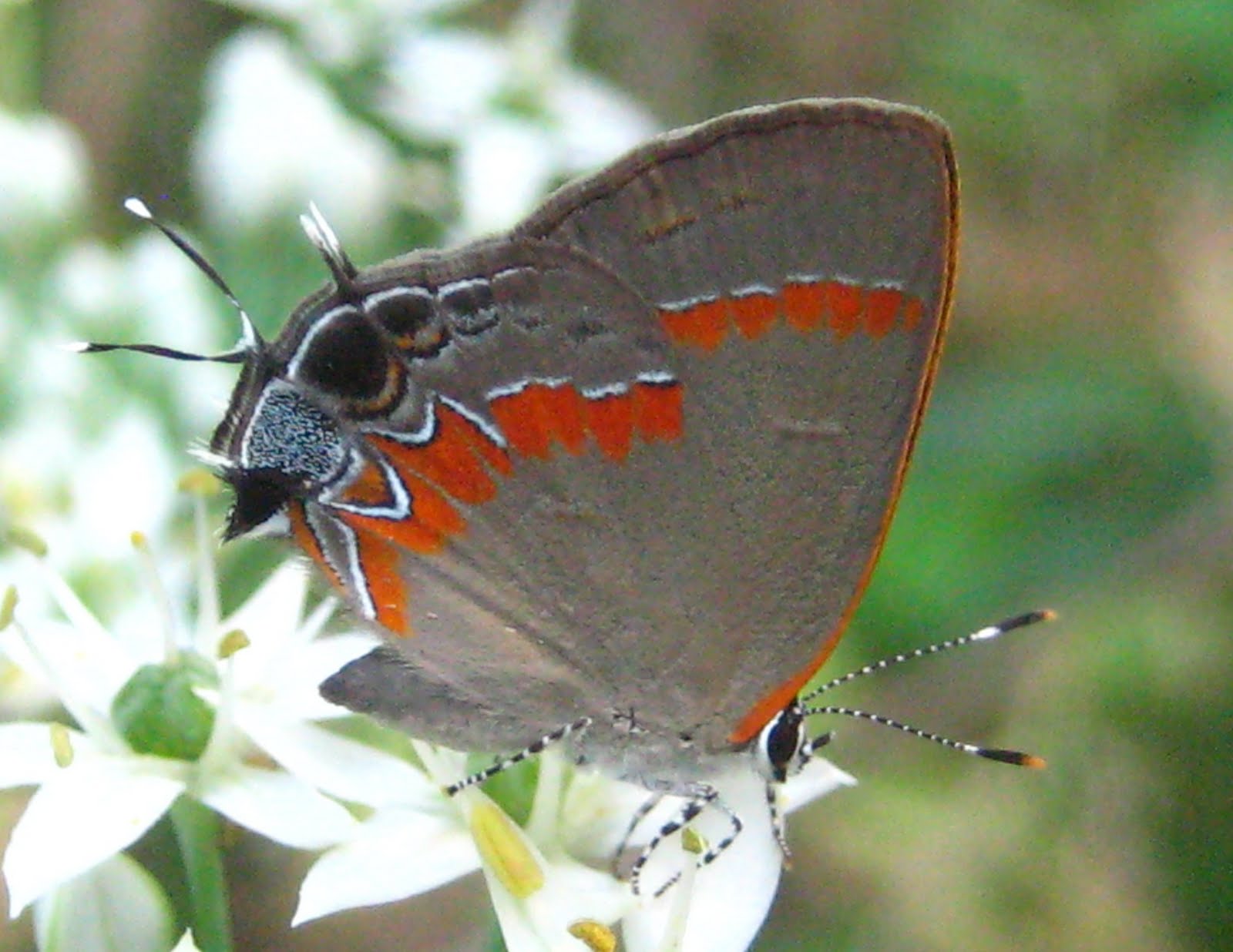 Such is Life Wisdom: Tiny butterfly