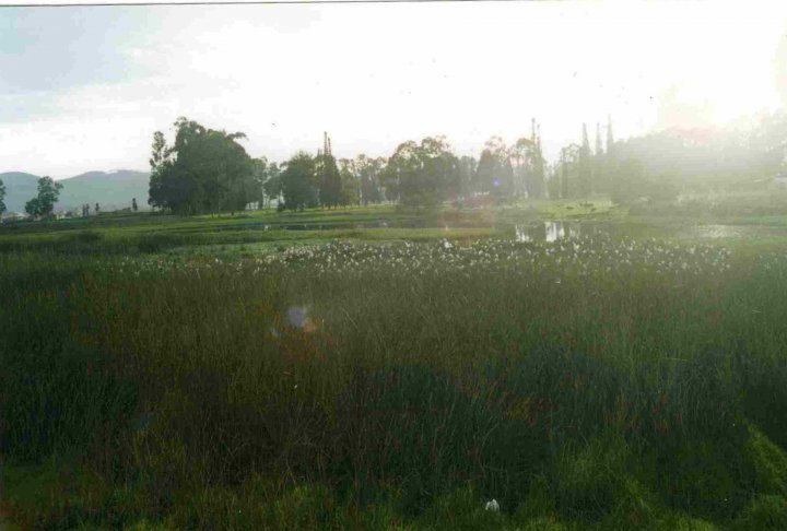 El humedal: El humedal neuta