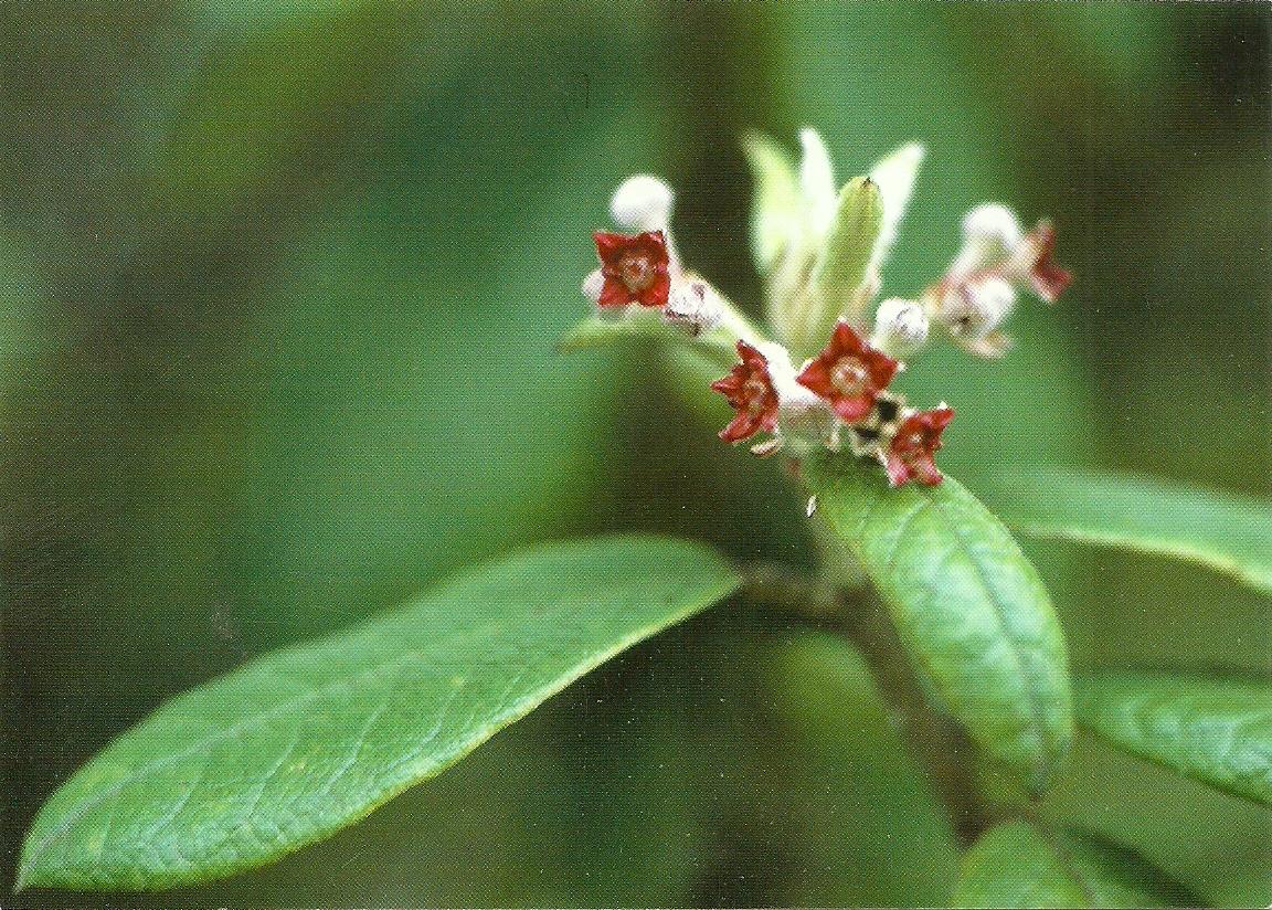 Projek Satu Dunia (One World Project)™: St. Helena Olive