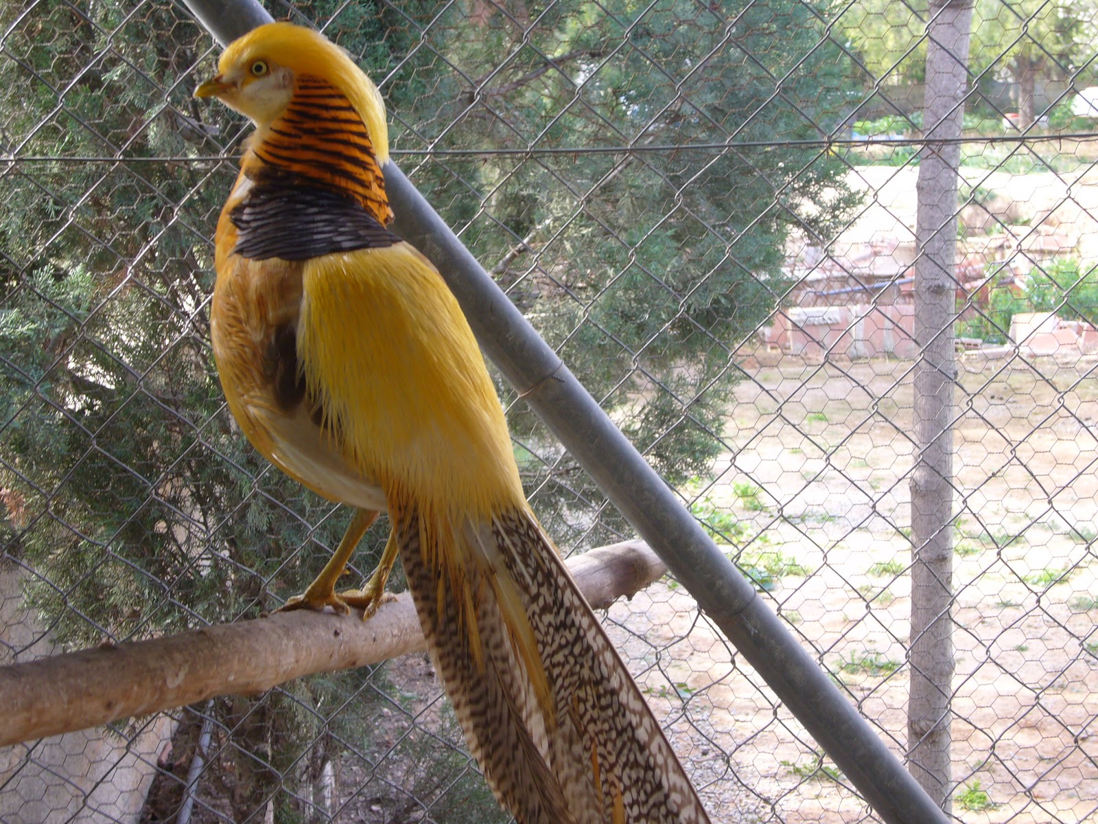FAISANES JACIN: FAISAN AMARILLO (GHI-GHI)