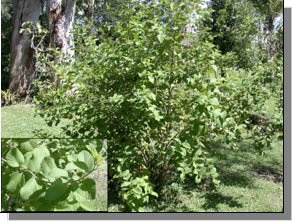 Herbolarios Anonimos: CANCERINA