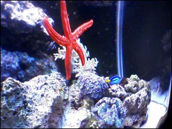 Trials and Tribulations of a Reef Aquarium: Clementine, our Orange ...