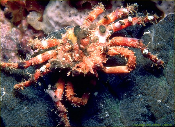 those northern skies: Decorator Crabs