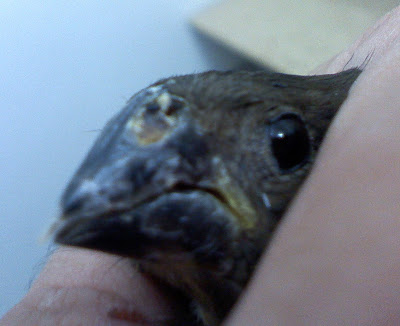 Blog Trinca-Ferro verdadeiro: Sinusite Crônica em Aves: A famosa ...