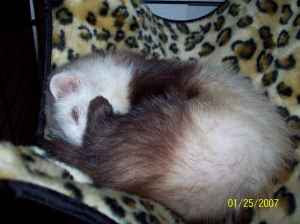 Deaf Animal Row: Deaf Ferret and its Playmate Need a Home