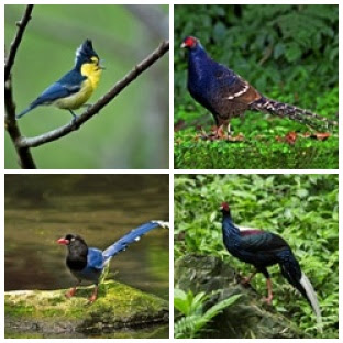 Taiwan National Bird Election ∞ 遇見瓦特比