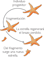 REPRODUCTION vs EXTINCTION: FRAGMENTATION