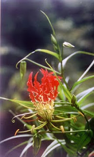 POISONOUS PLANTS OF SRILANKA: GLORRY LILLI (NIYAGALA)