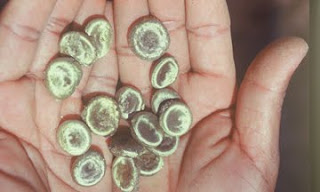 POISONOUS PLANTS OF SRILANKA: GODA KADURU