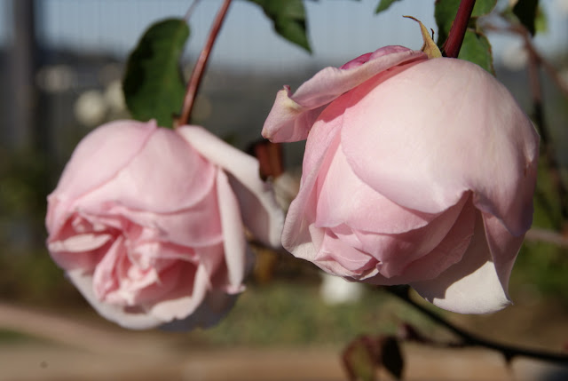 Organic Garden Dreams: January Roses