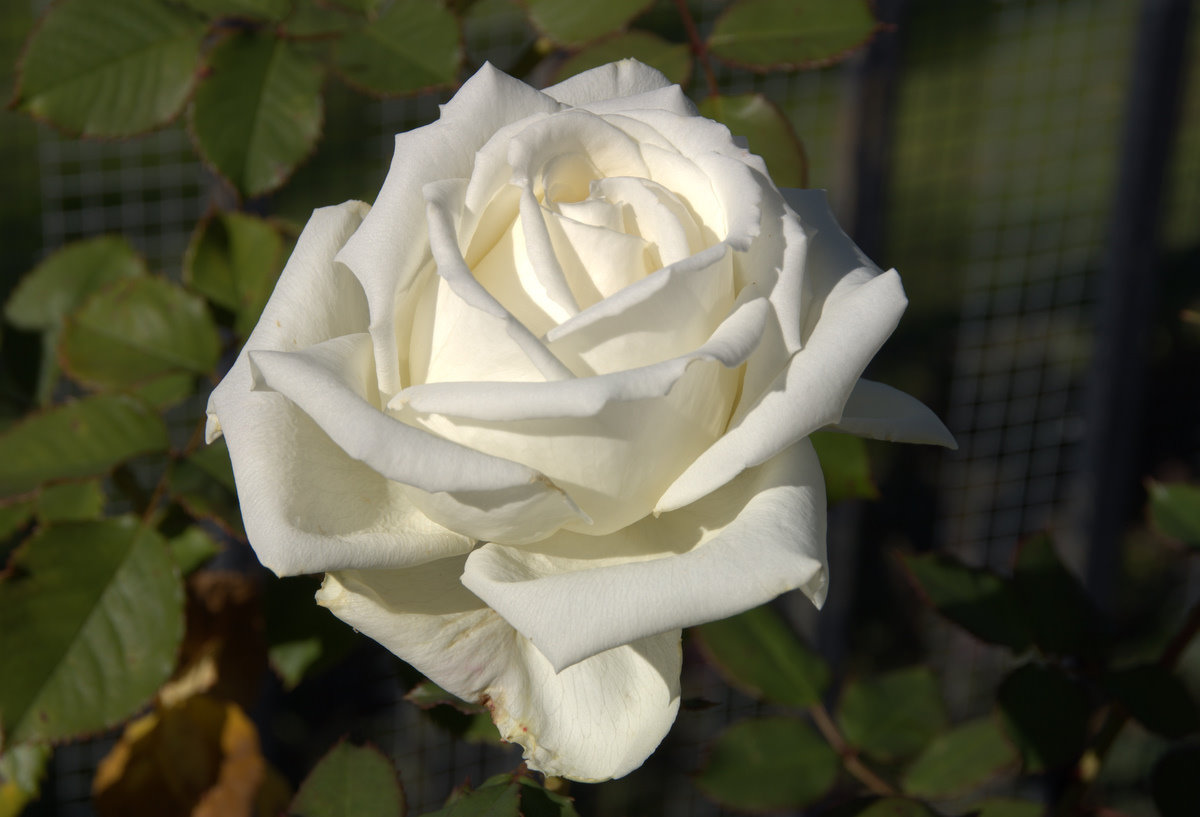 Organic Garden Dreams: January Roses