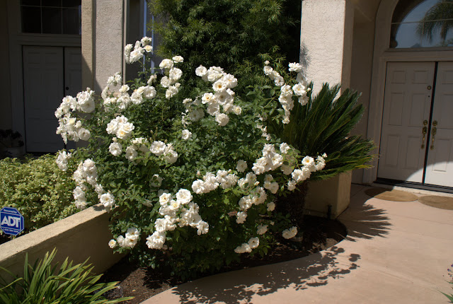 Organic Garden Dreams: Rose of the Month: 'Iceberg'