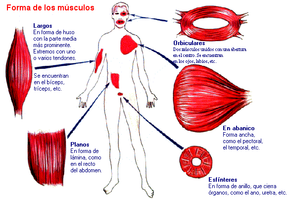 La armonia de tu salud y belleza: Clases de Musculos