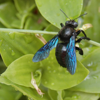 El Blog de MA: Un paseo por el campo de Beas de Granada: Fotos de ...