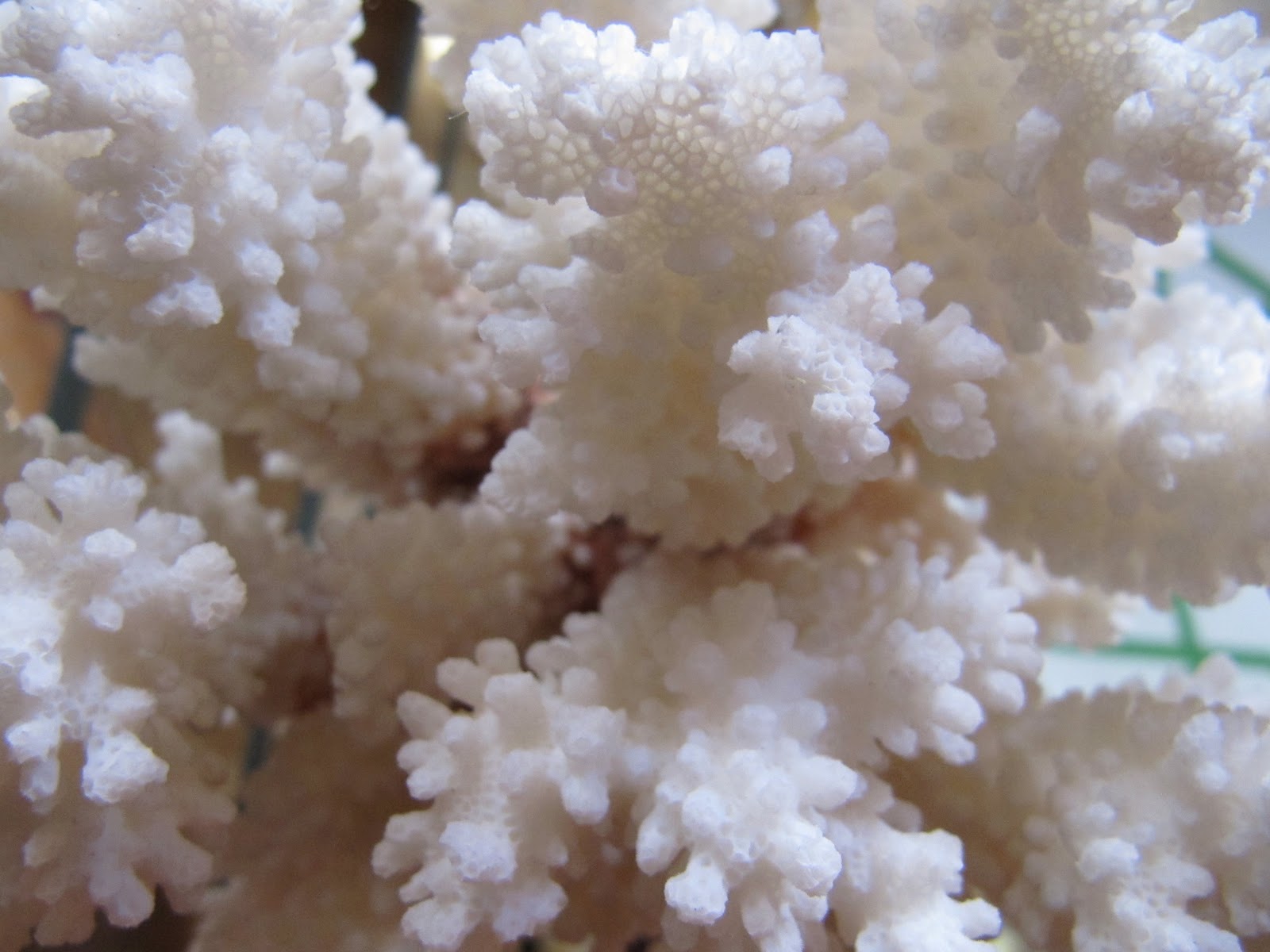 El Blog de MA: Corales blancos, naturaleza marina. Haikus e imágenes de MA.