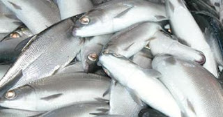 Pinoy - Negosyo - Techs: Deboning Bangus (Milk Fish) and Recipes