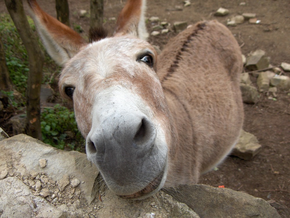 Foto di Fiesole: Asinello Fiesolano