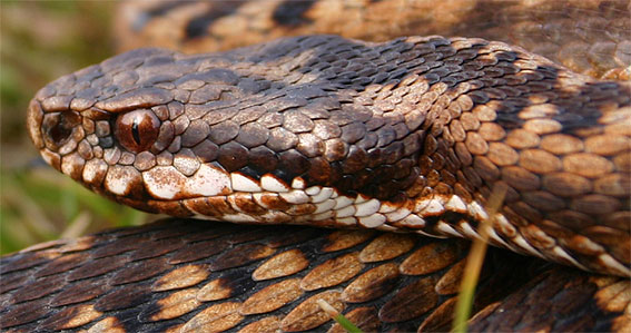 Planeta Terra Blog: A Víbora-de-Seoane