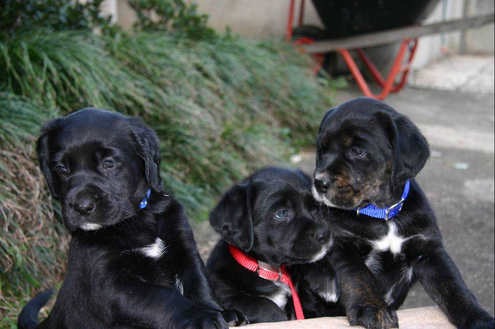 ANIMALS PHOTO GALLERIES VERY NICE DOGS animals-photo-galleries-very-nice-dogs