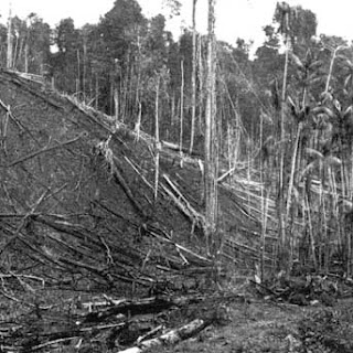Deforestación En Honduras: Imagenes Principales