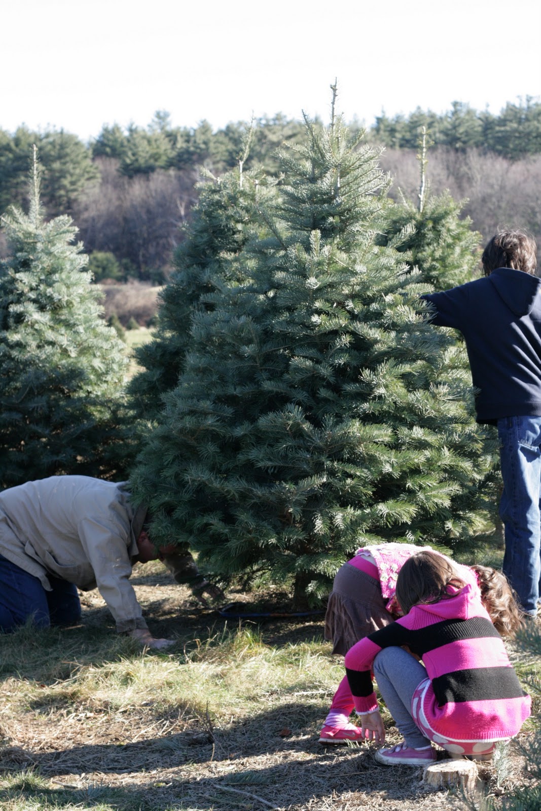 A Bluebonnet in Beantown: Field trip: choose and cut your own Christmas ...