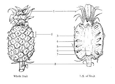 Agribusiness World: Pine Apple
