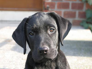 Mary's Be a GoodDog Blog: Black Labs are Loyal, Fine, Goofy, Beautiful.