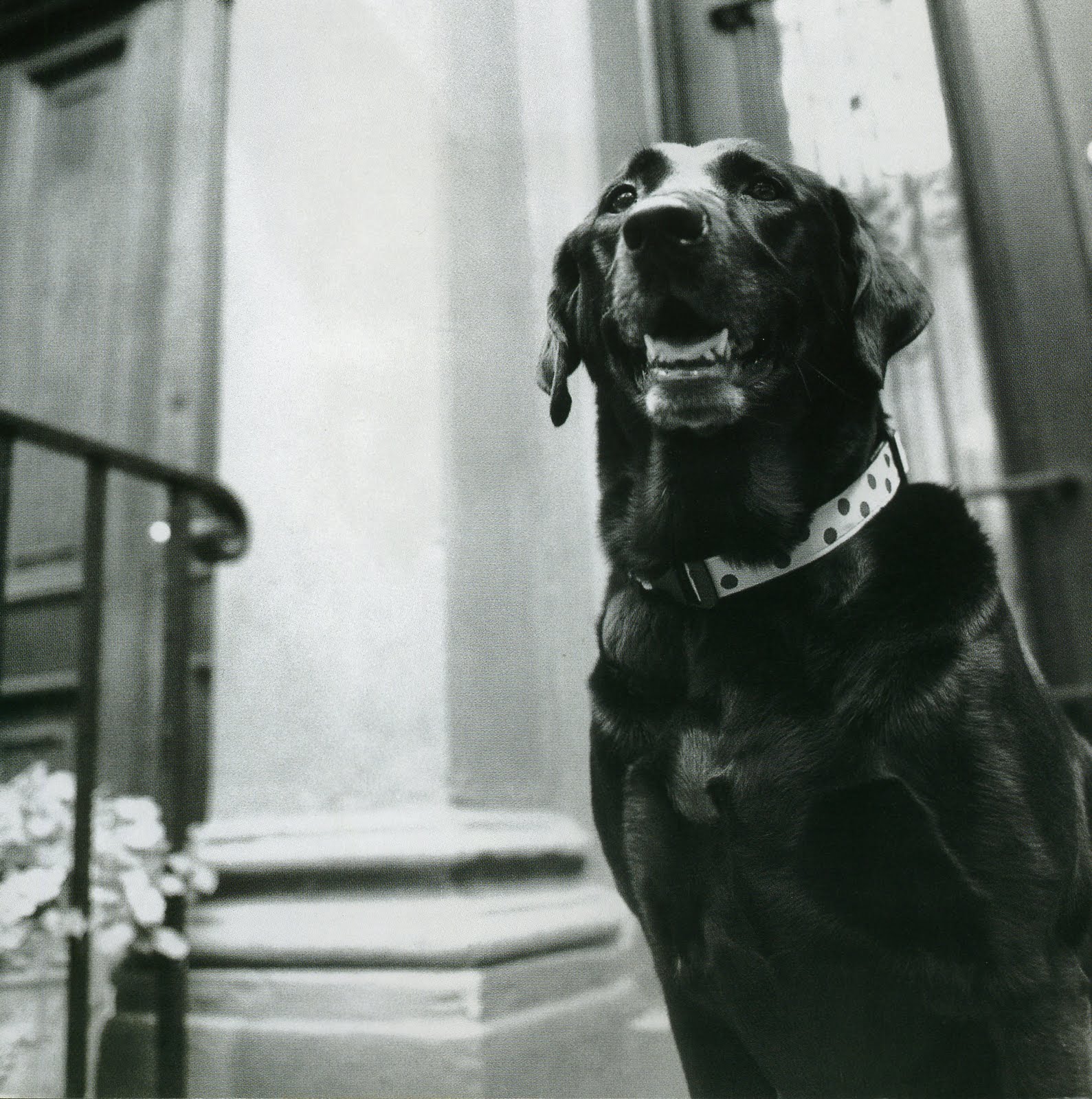 Mary's Be a GoodDog Blog: Black Labs are Loyal, Fine, Goofy, Beautiful.