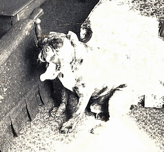 Mary's Be a GoodDog Blog: Sweetest Italian Mastiffs Making a Comeback ...