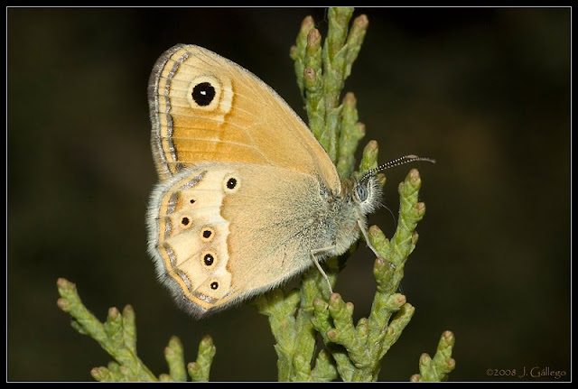 macroinstantes: Coenonympha dorus