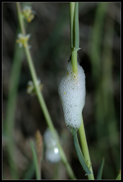 macroinstantes: Salivazo de cuco