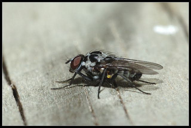 macroinstantes: Anthomyia sp.