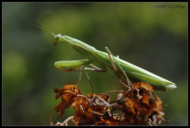 macroinstantes: Mantis religiosa